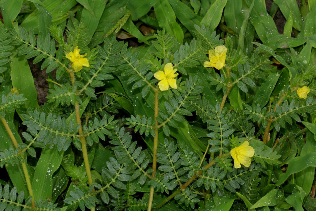 Tribulus Terrestris The Beneficial Plant The Health Thing